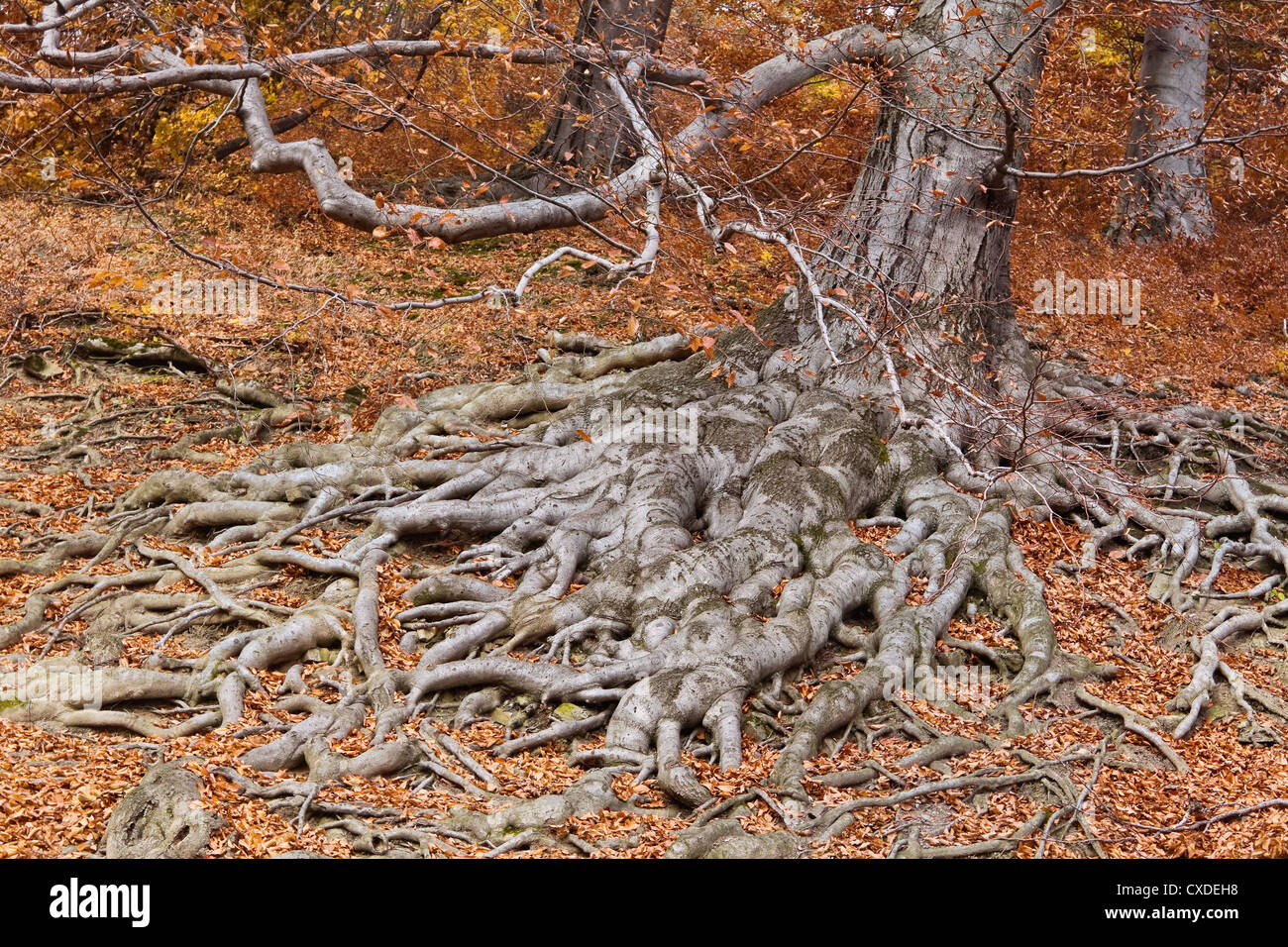 Tree roots pattern hi-res stock photography and images - Alamy
