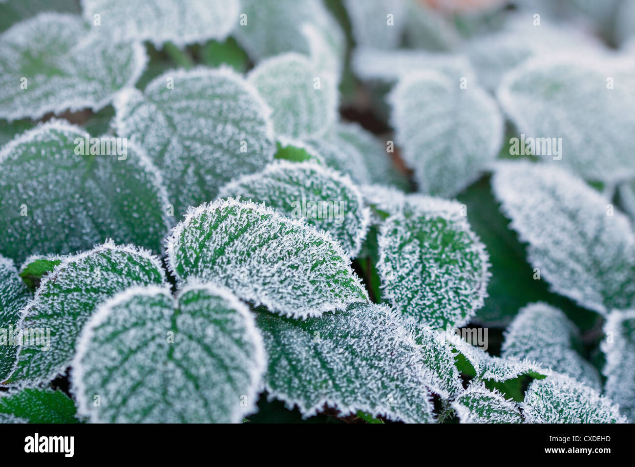 Raspberry bush frost hi-res stock photography and images - Alamy