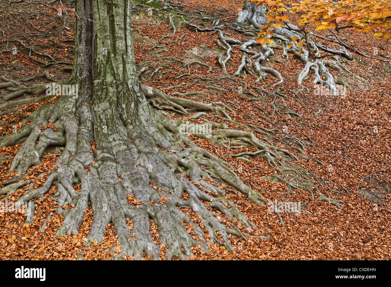 Tree roots pattern hi-res stock photography and images - Alamy