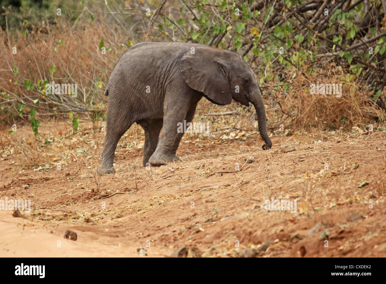 Elefant hi-res stock photography and images - Alamy