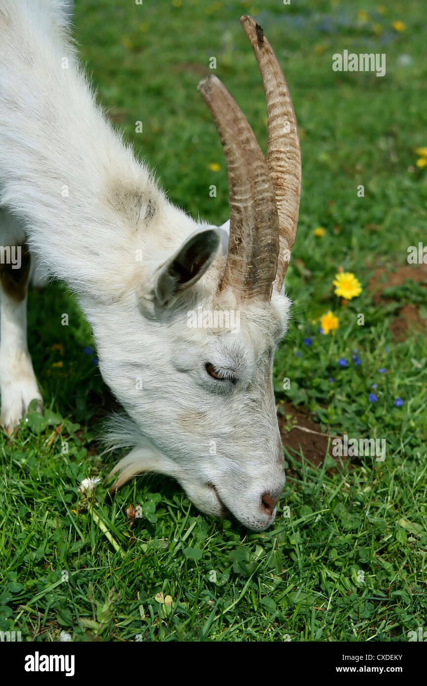 Goats on the goat farm Stock Photo - Alamy