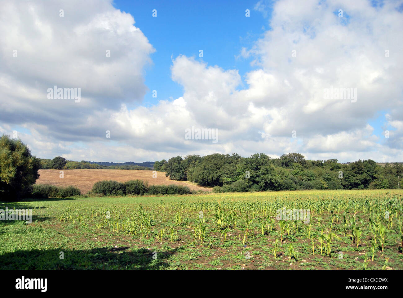Kent blue hi-res stock photography and images - Alamy