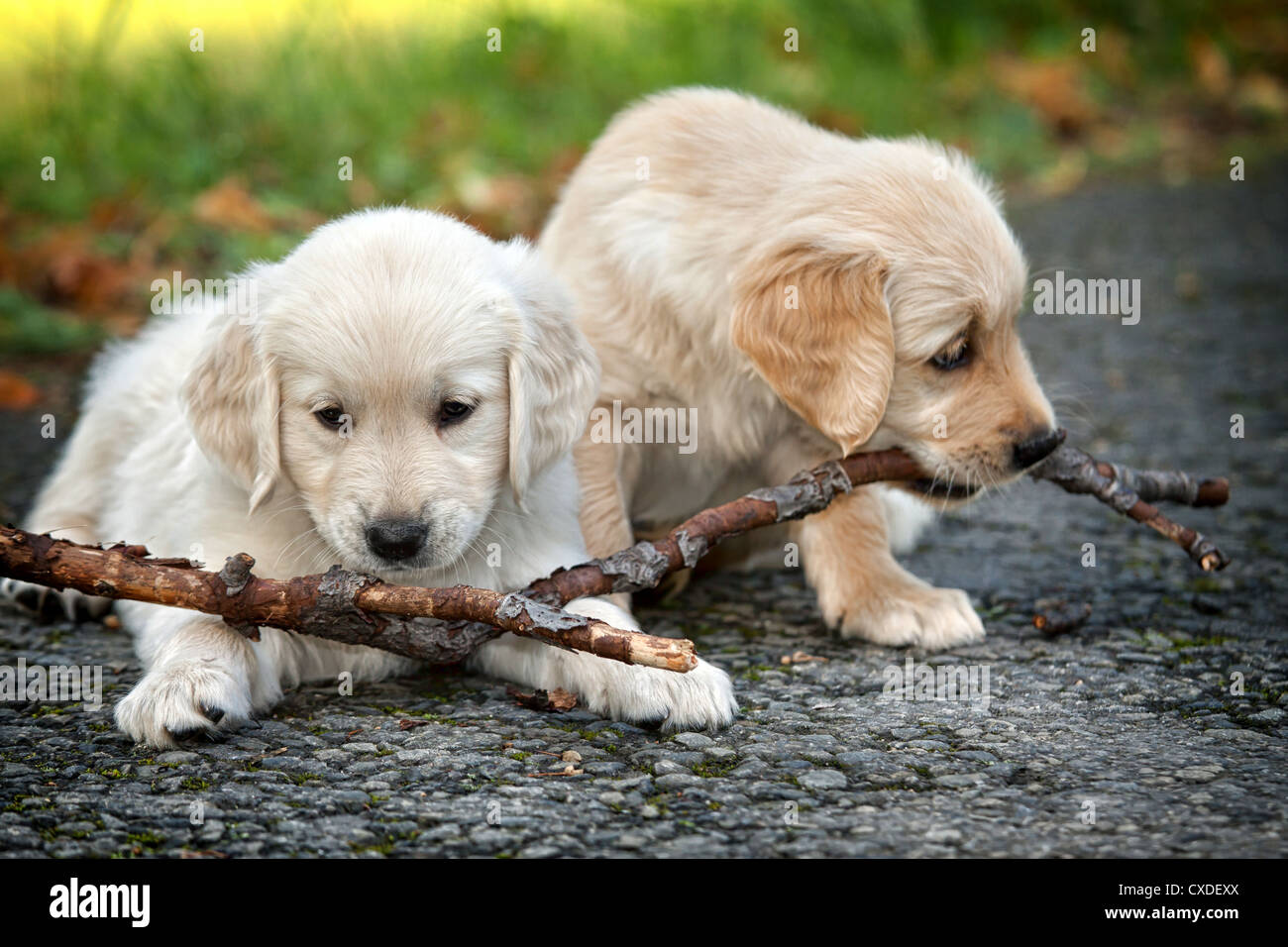 Funny small dog Stock Photo - Alamy