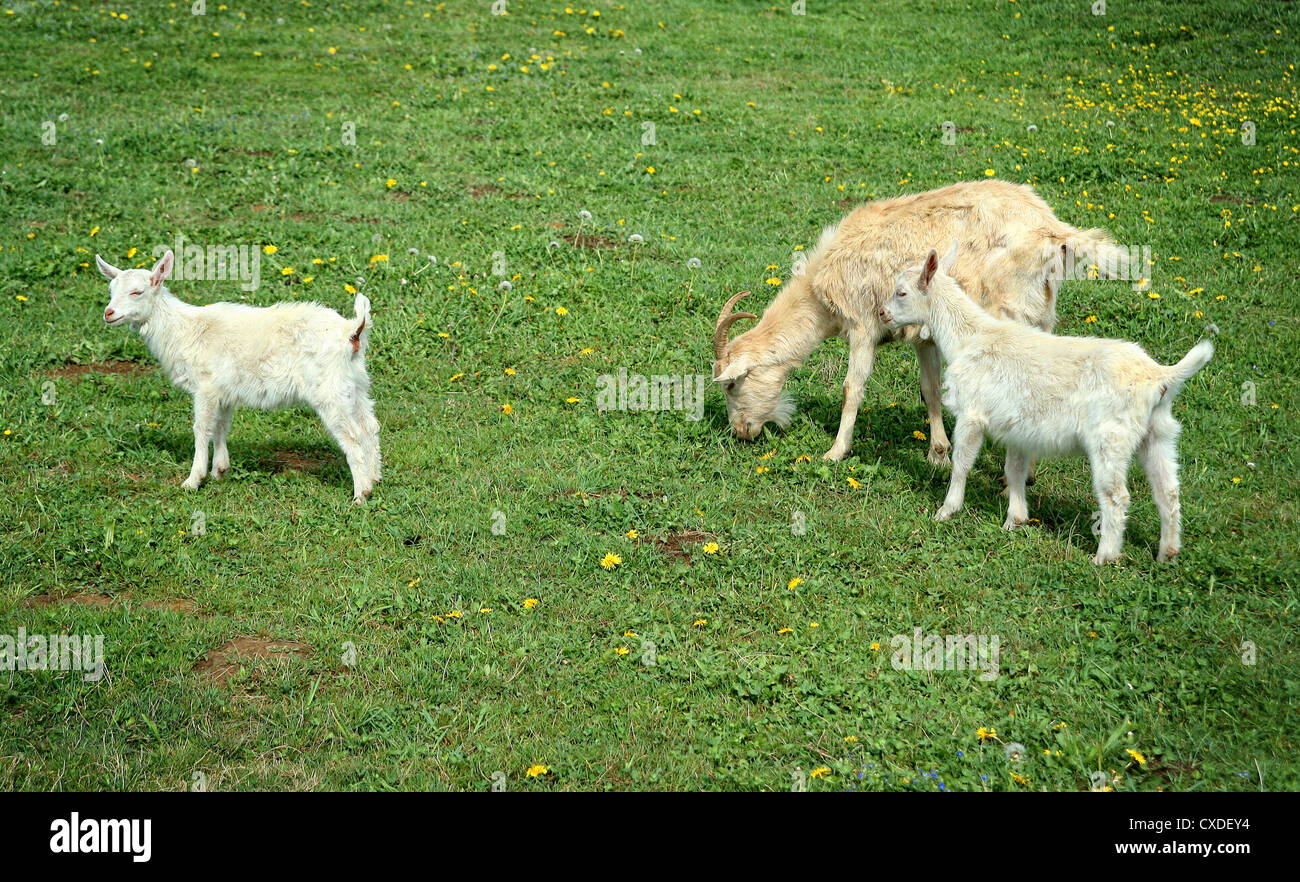 Goats on the goat farm Stock Photo - Alamy