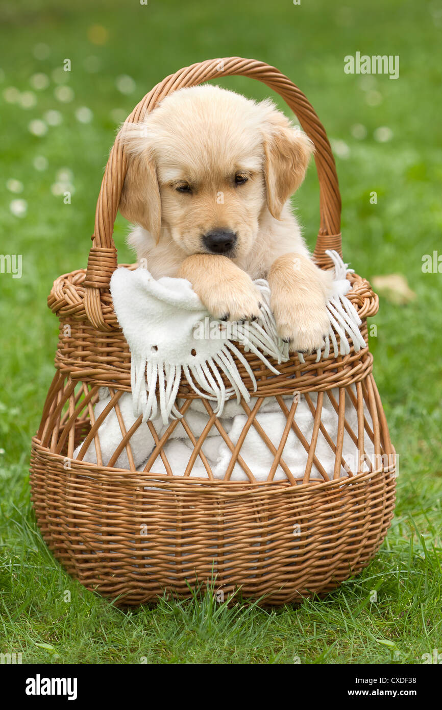 Golden Retriever puppy in a wicker basket Stock Photo - Alamy