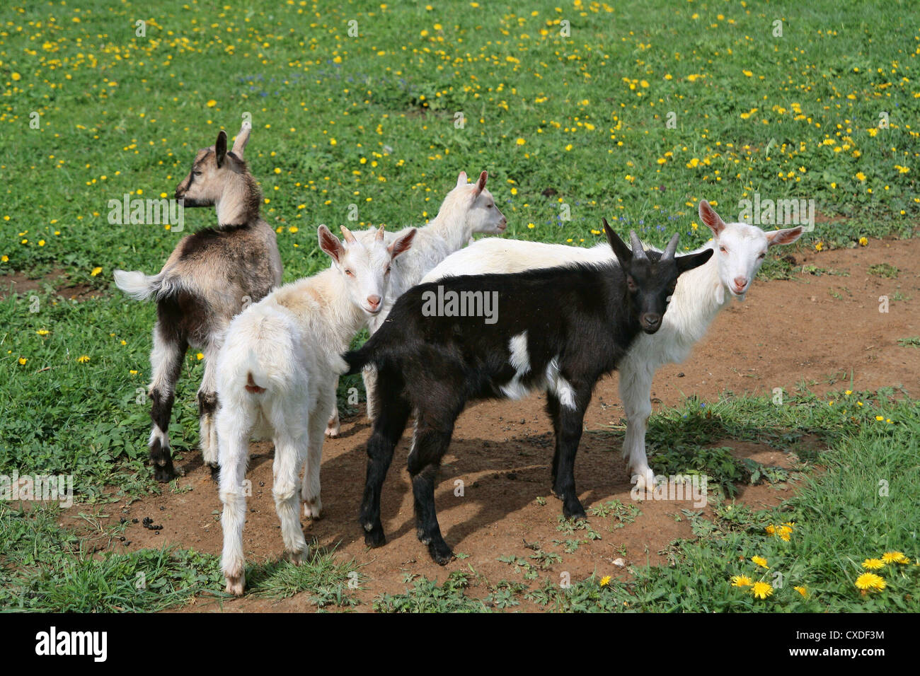 Goats on the goat farm Stock Photo - Alamy