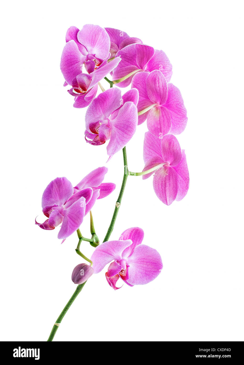Beautiful pink Orchid Stock Photo - Alamy