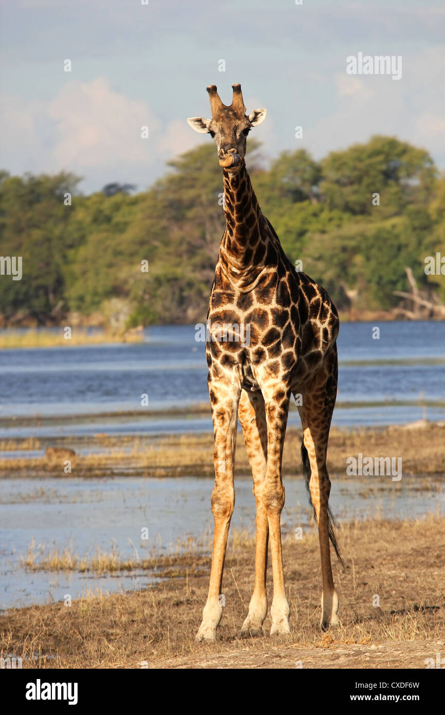 Giraffe experience hi-res stock photography and images - Alamy