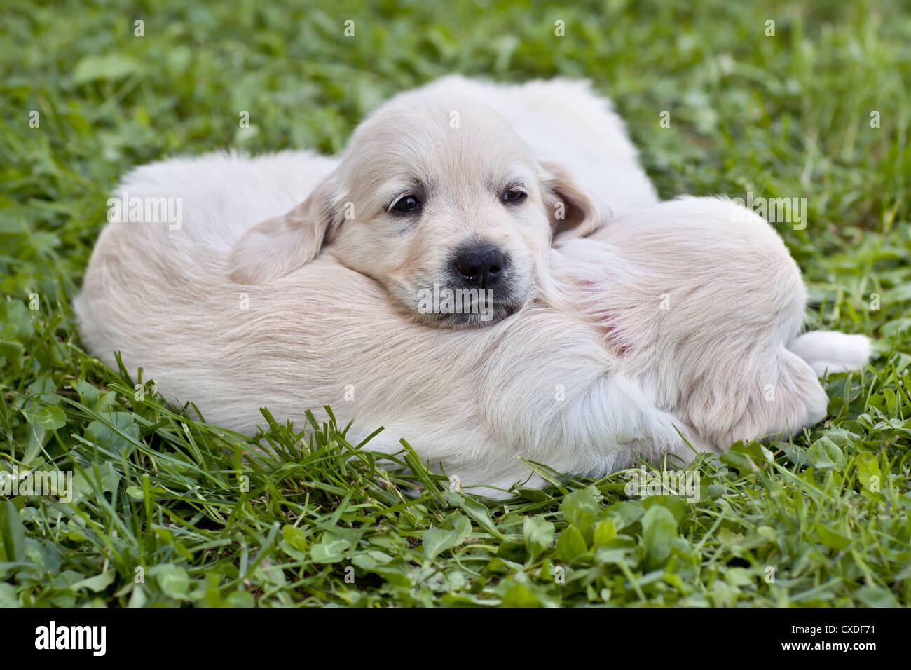 Two small puppy Stock Photo - Alamy