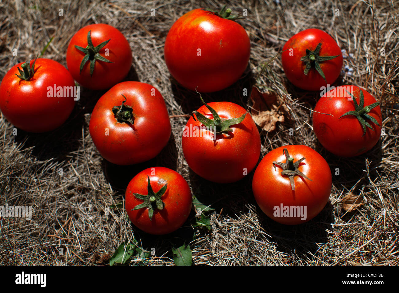 Perfect round tomatoes Stock Photo - Alamy