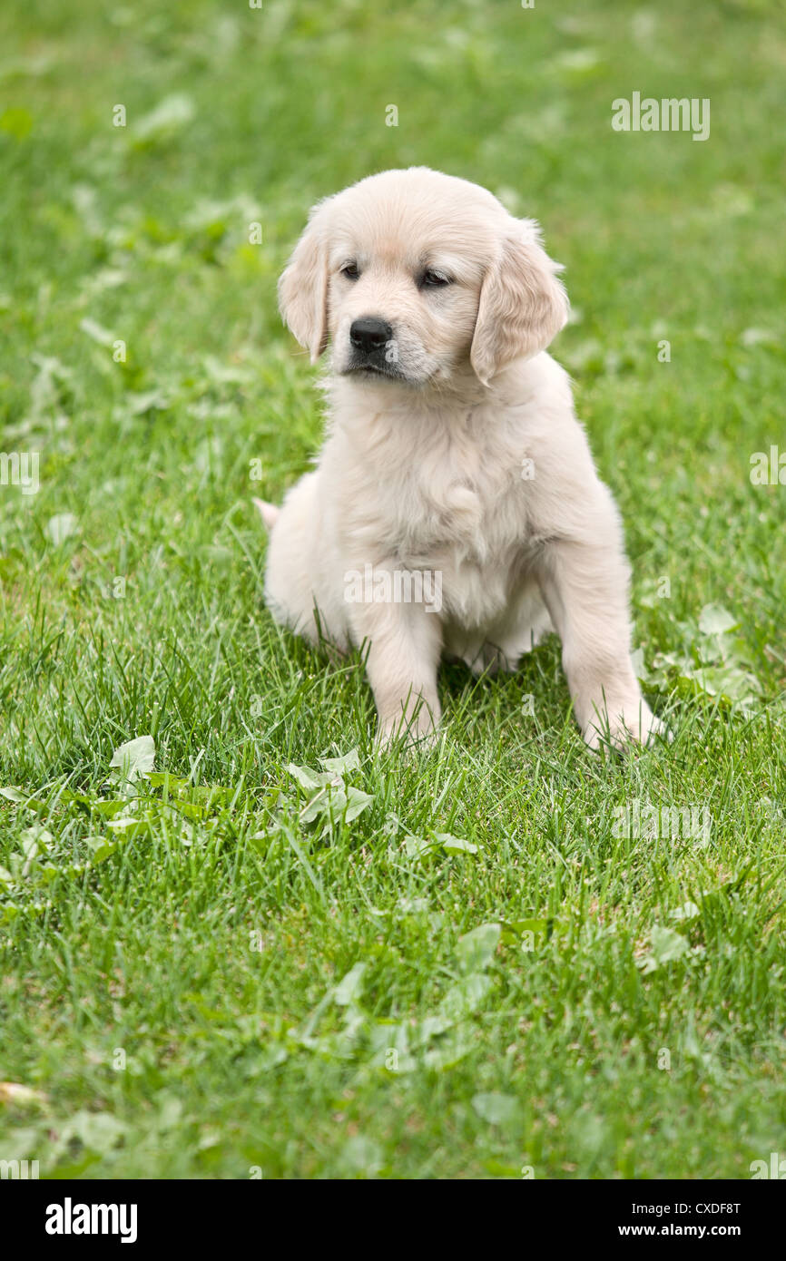 Golden retrie hi-res stock photography and images - Alamy