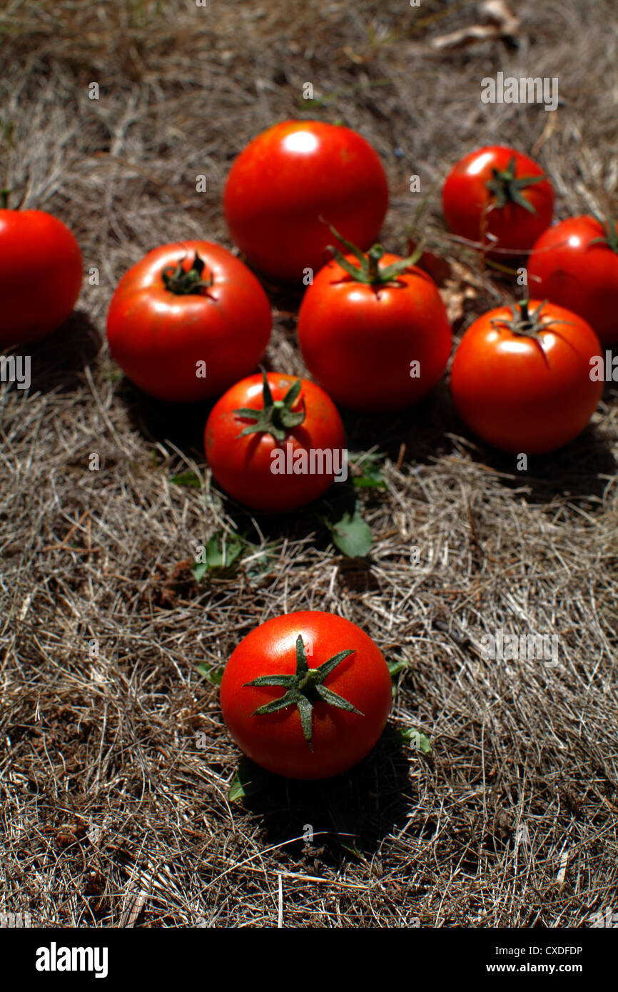Ripe round hi-res stock photography and images - Alamy