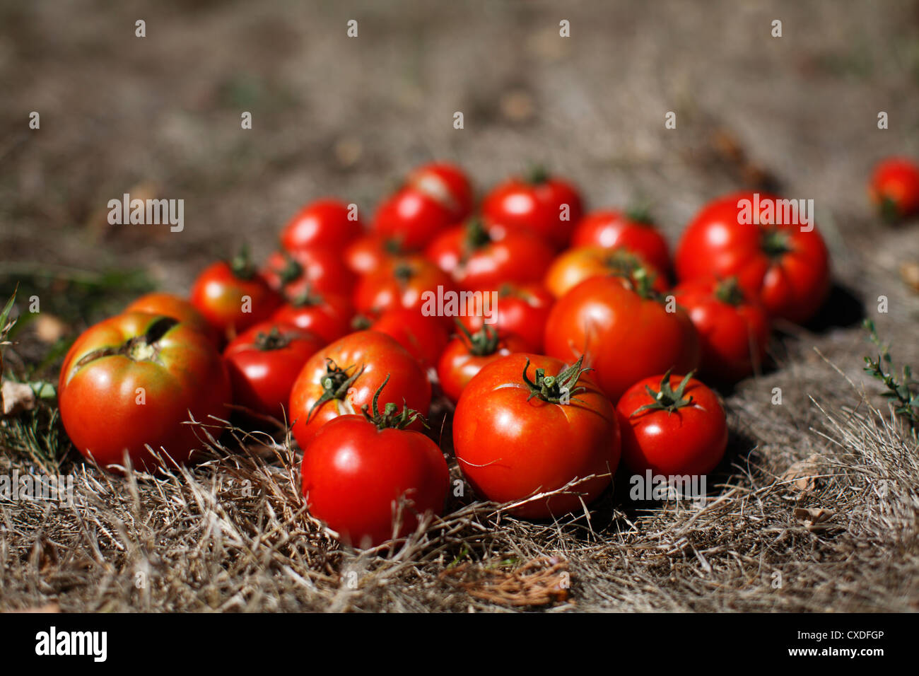 Splitting tomatoes hi-res stock photography and images - Alamy