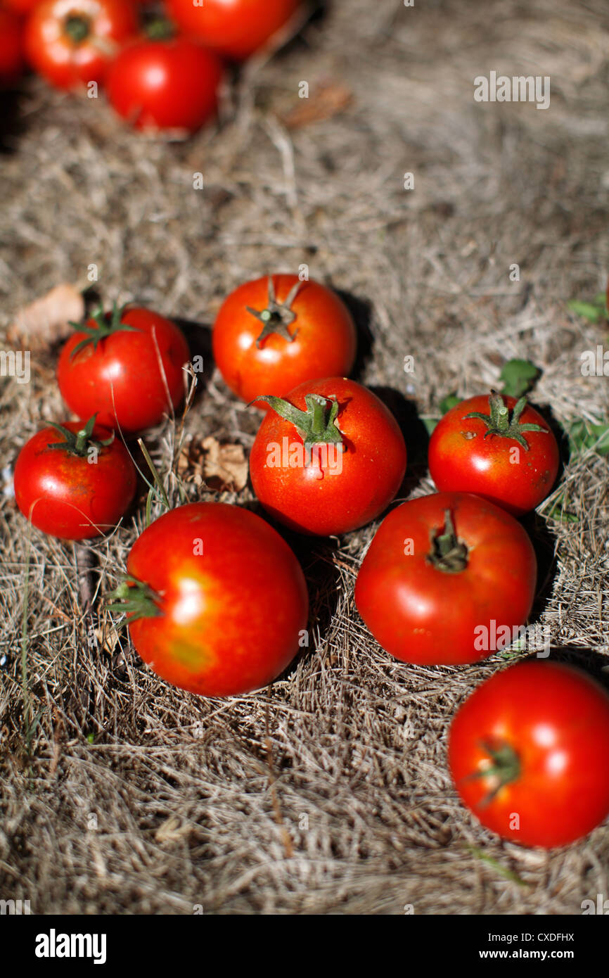 Perfect round tomatoes Stock Photo - Alamy