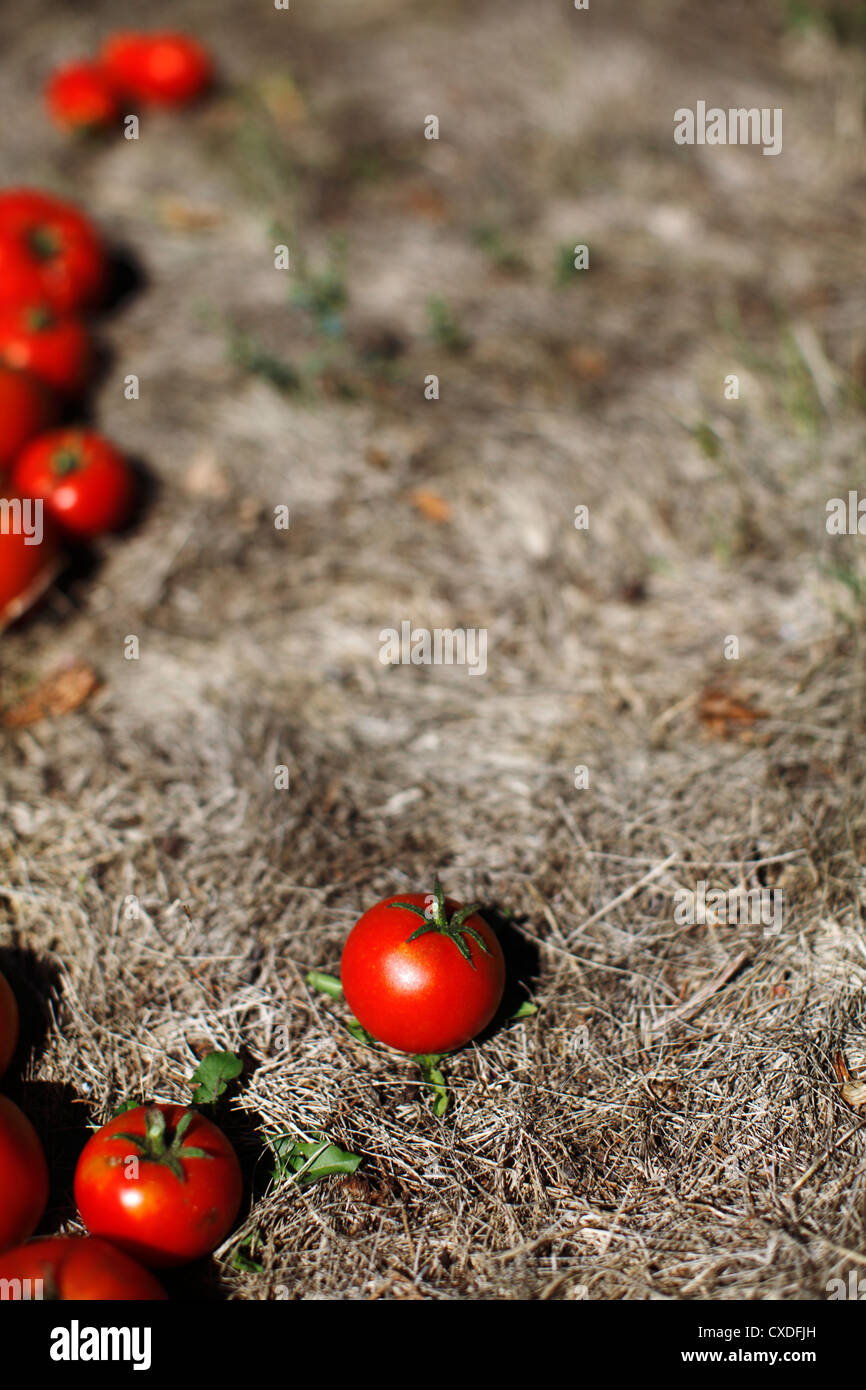 Perfect tomato hi-res stock photography and images - Alamy