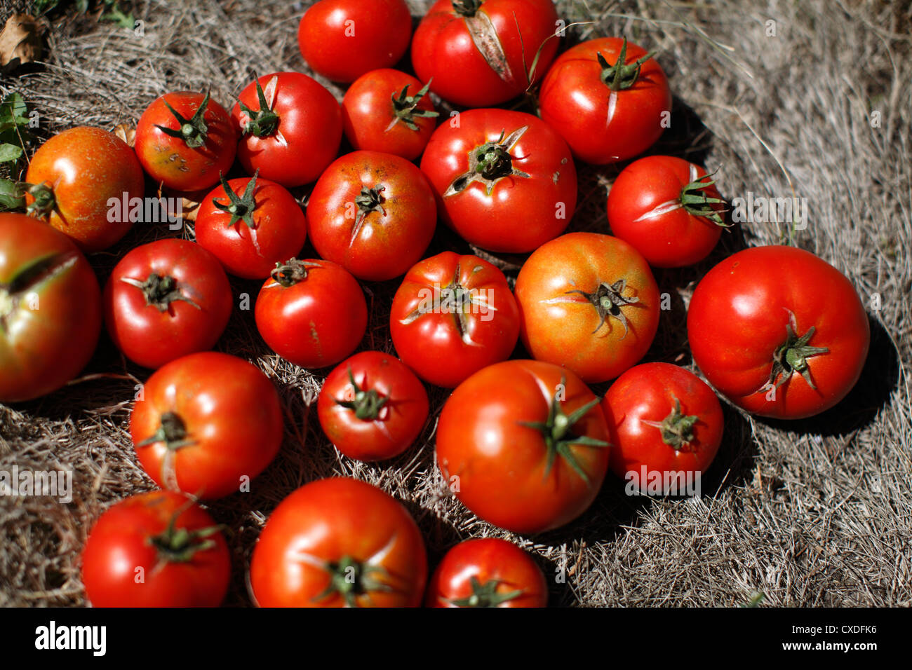 Split tomatoes hi-res stock photography and images - Alamy