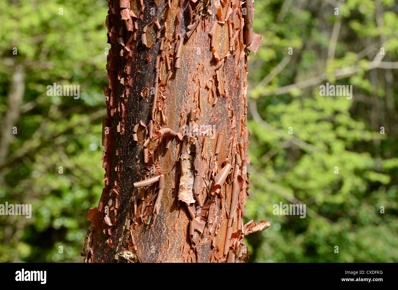 a paper bark maple tree Stock Photo - Alamy