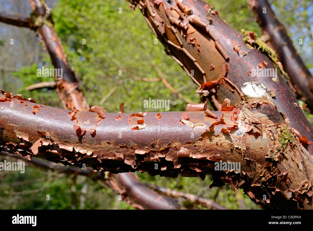 a paper bark maple tree Stock Photo - Alamy