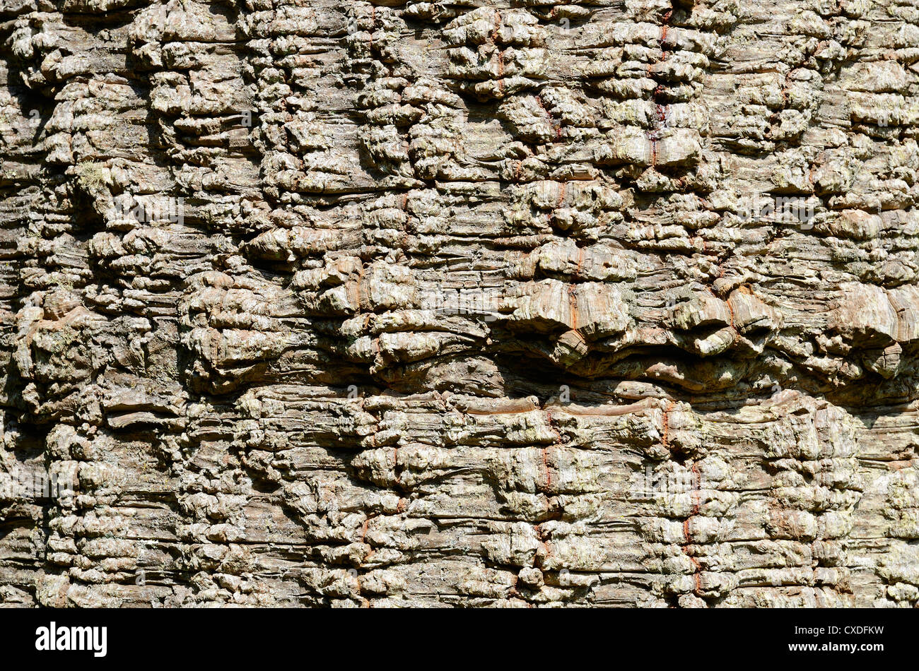 a close up of the bark of a monkey puzzle tree Stock Photo - Alamy