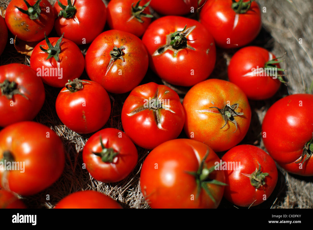 Split tomatoes hi-res stock photography and images - Alamy