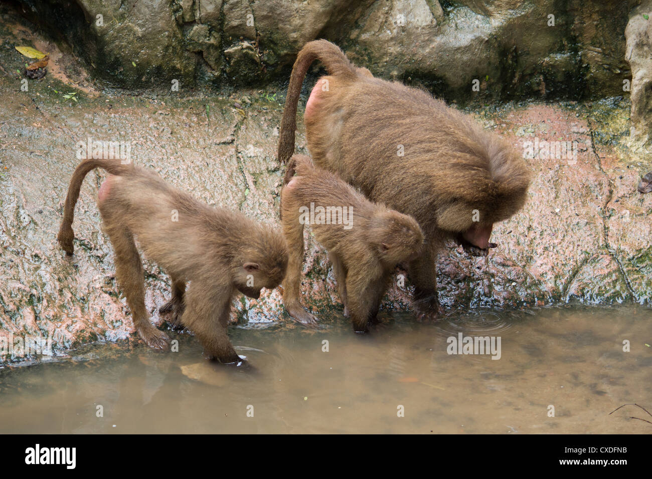 Thirsty baboon hi-res stock photography and images - Alamy