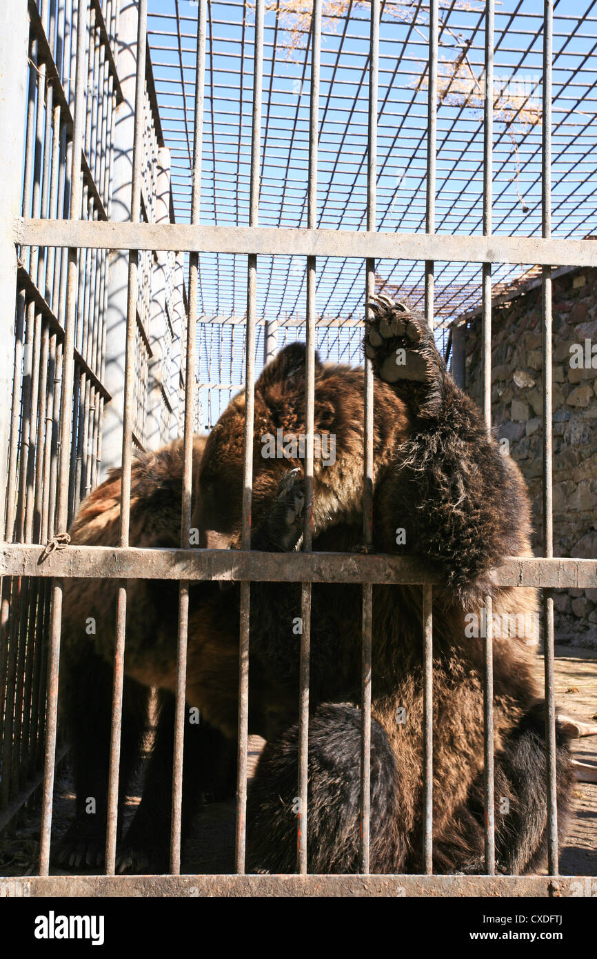 Captivity animal cage hi-res stock photography and images - Alamy