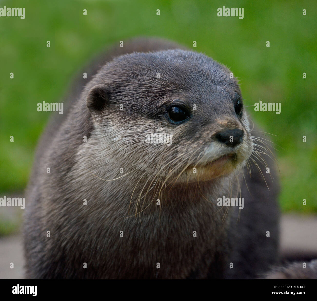 Asian Small-Clawed Otter Stock Photo - Alamy