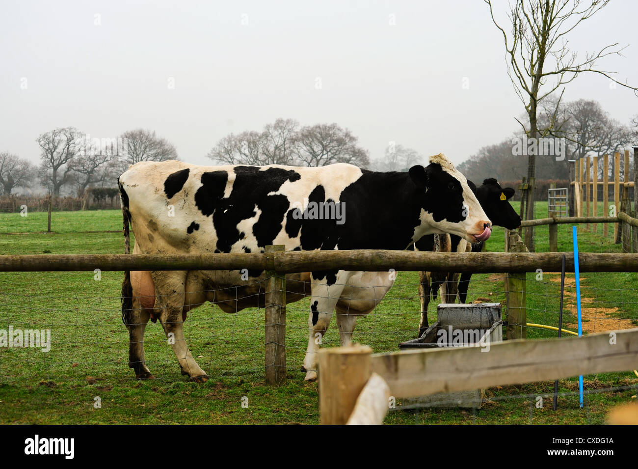 cow in a country park Stock Photo - Alamy