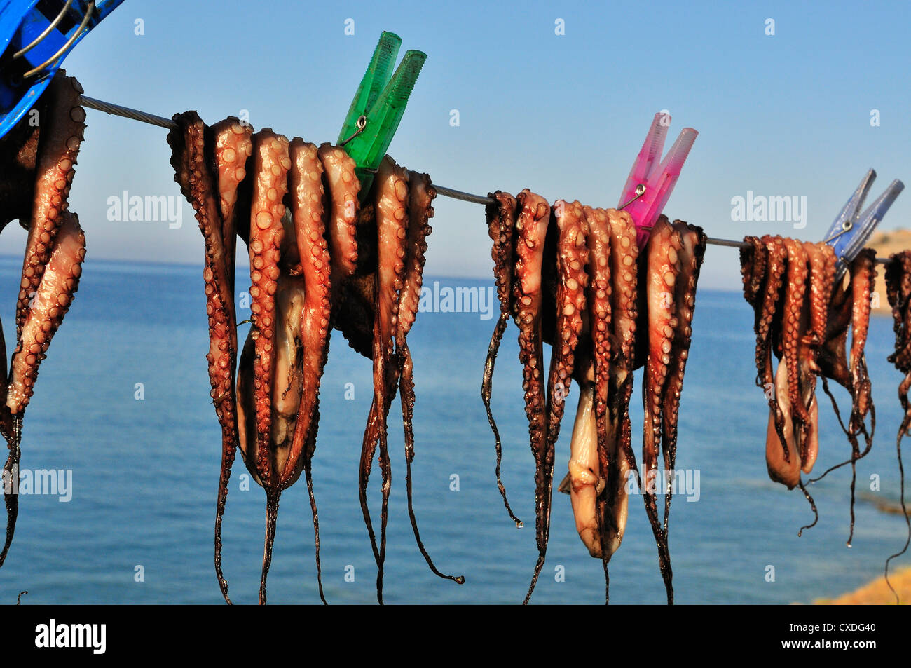 Freshly caught calamari or squid pegged out and drying in the sun on a ...