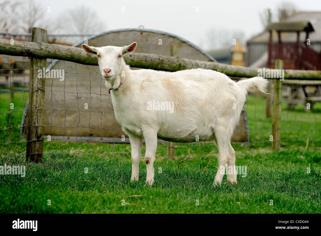 goat in a country park Stock Photo - Alamy