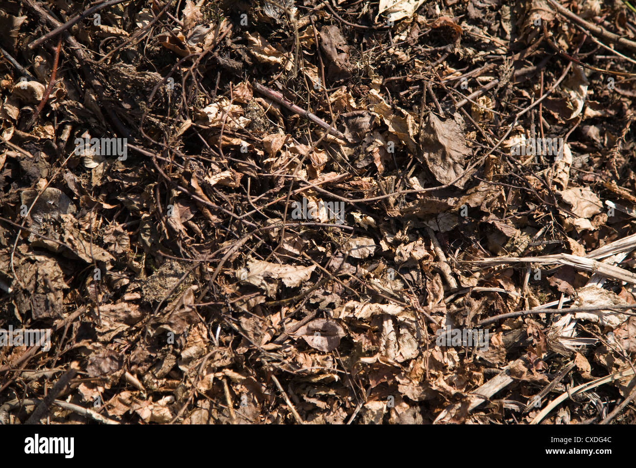 Dead Leaves On The Ground