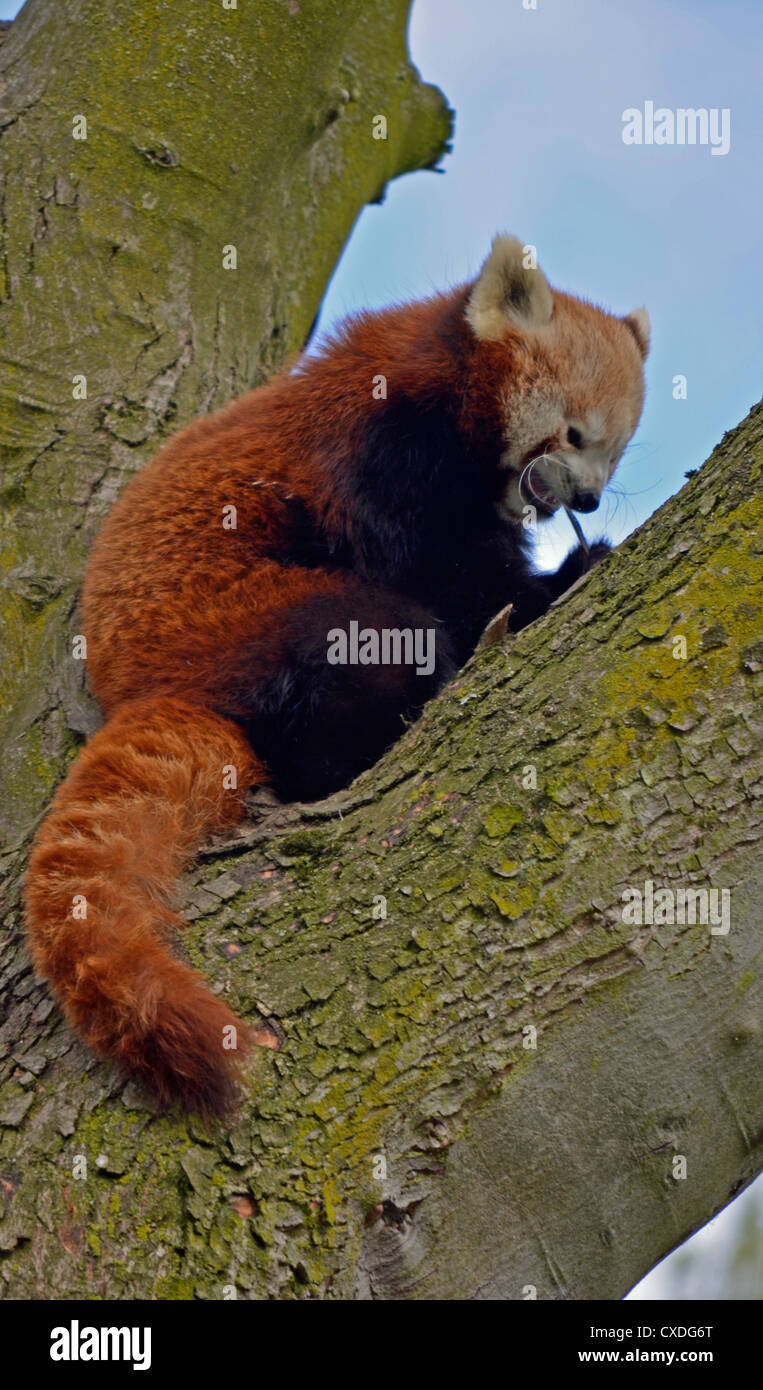 Red panda tail hi-res stock photography and images - Alamy