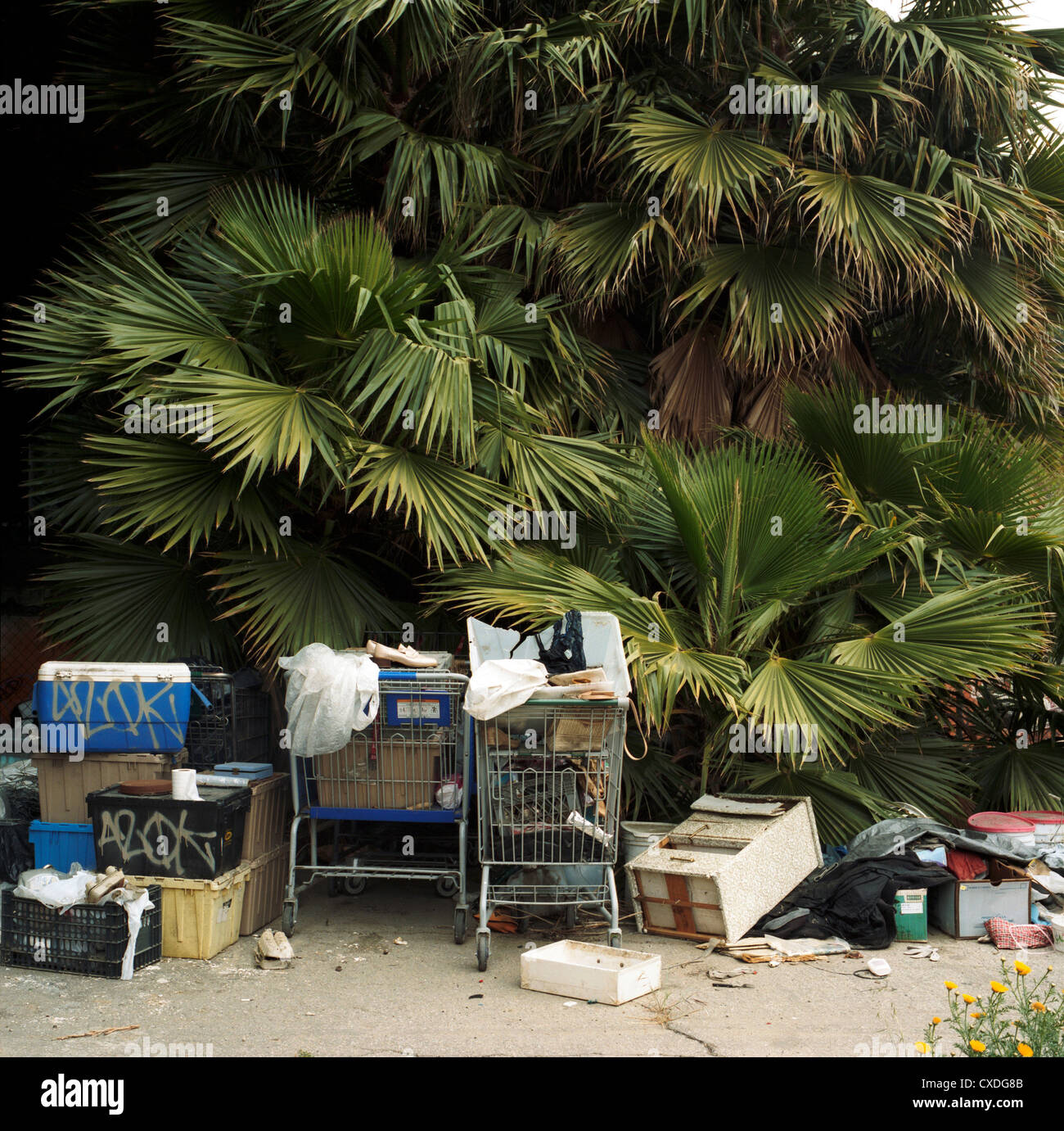 Trash and shopping carts underneath palm tree Stock Photo - Alamy