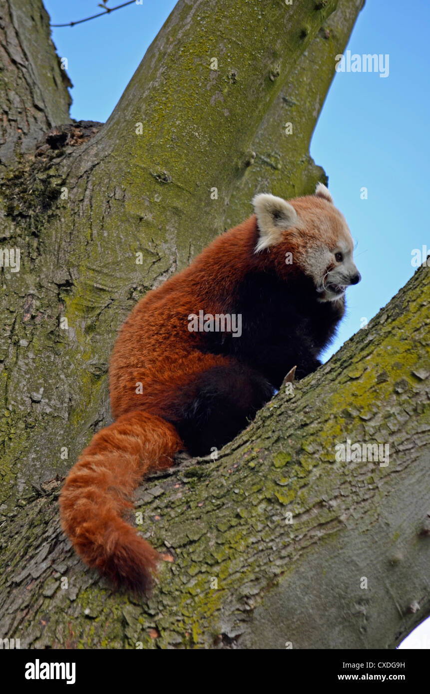 Red panda fluffy tail hi-res stock photography and images - Alamy