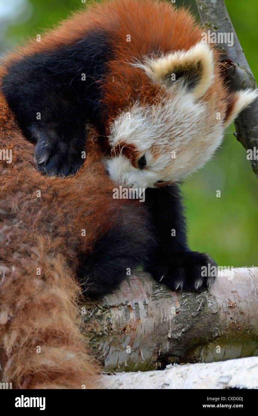 Red panda tail hi-res stock photography and images - Alamy