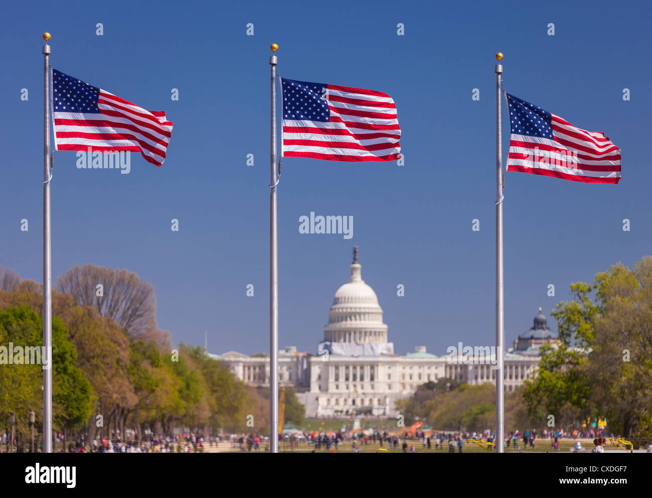 WASHINGTON, DC, USA - USA flags and United States Capitol building on ...