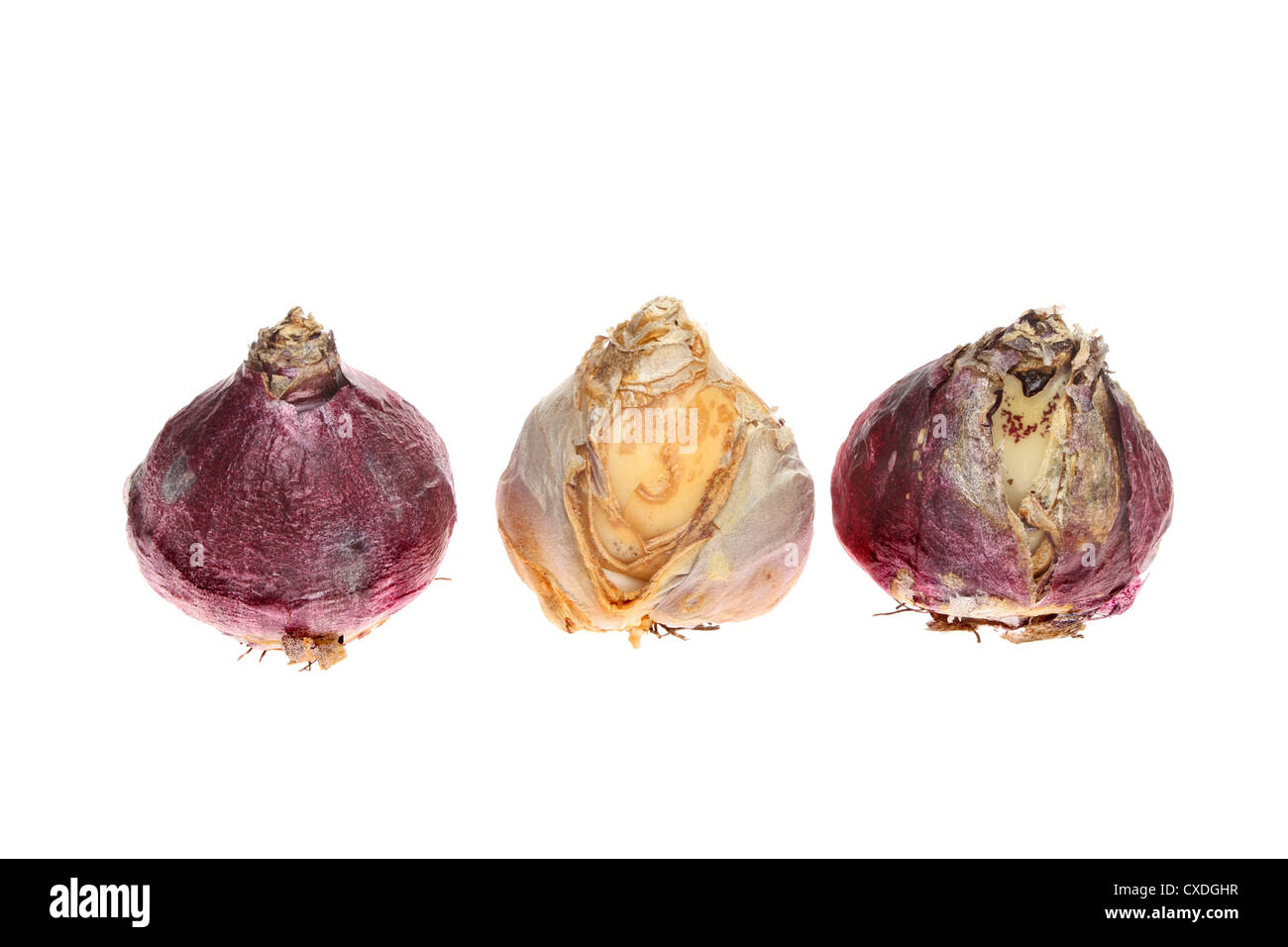 Three hyacinth bulbs isolated against white Stock Photo - Alamy