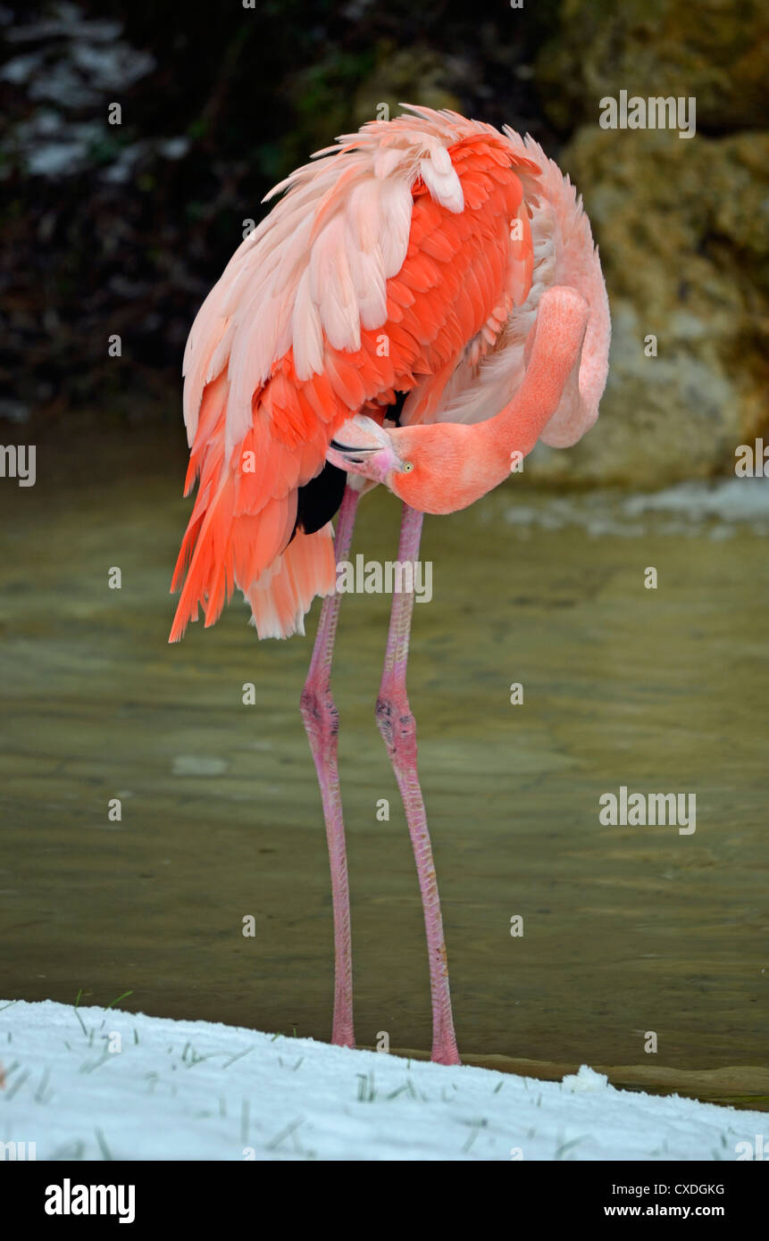 Pink Flamingo in the snow Stock Photo - Alamy