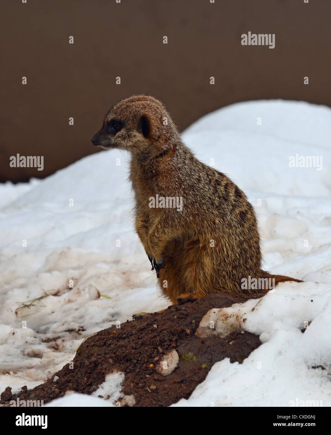 Meerkat in the snow Stock Photo - Alamy