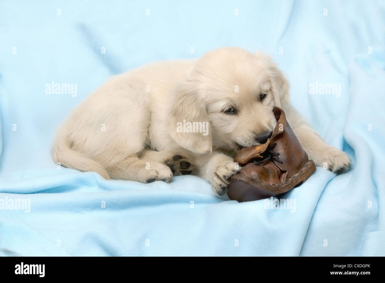 Funny small dog Stock Photo - Alamy
