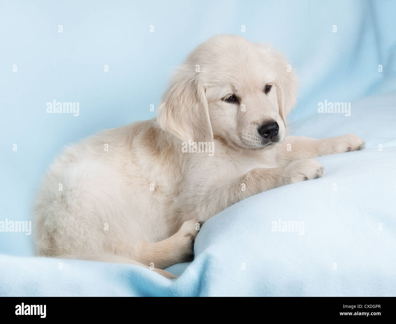 Beautiful small puppy on blue background - golden retriever Stock Photo ...