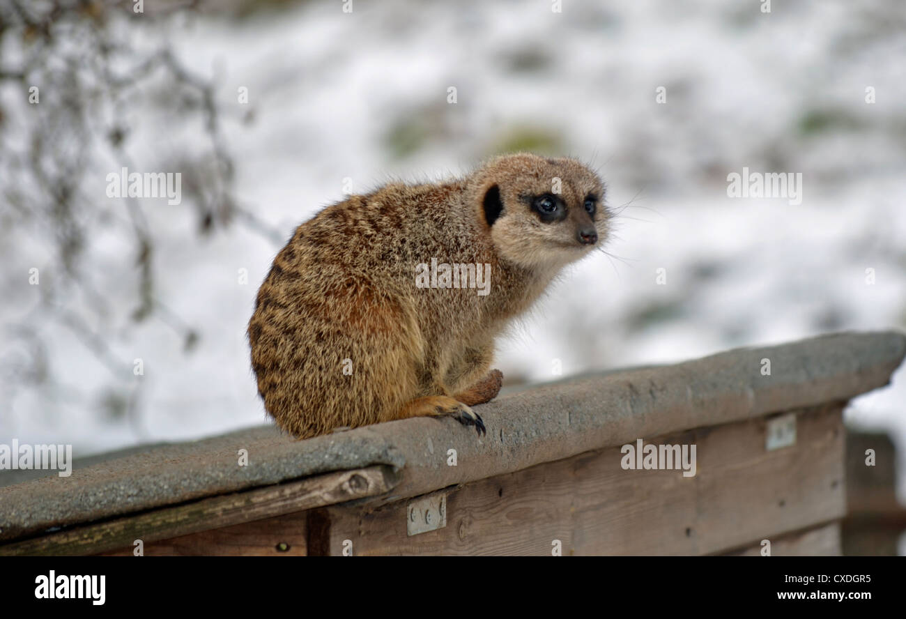 Meerkat in the snow Stock Photo - Alamy