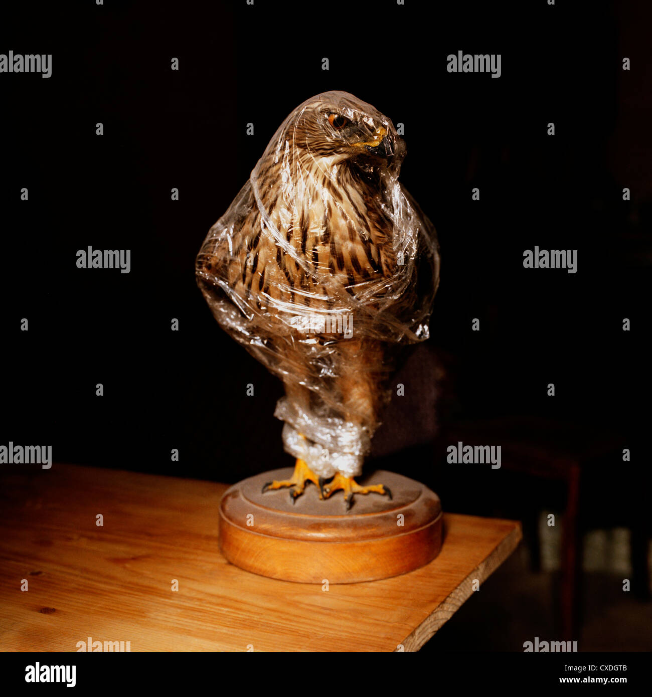 Statue of hawk wrapped in plastic Stock Photo - Alamy