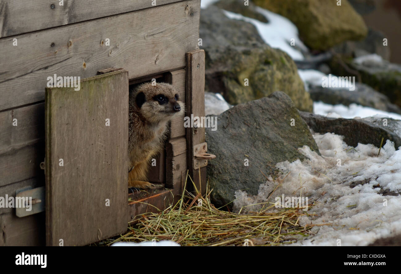 Meerkat in the snow Stock Photo - Alamy