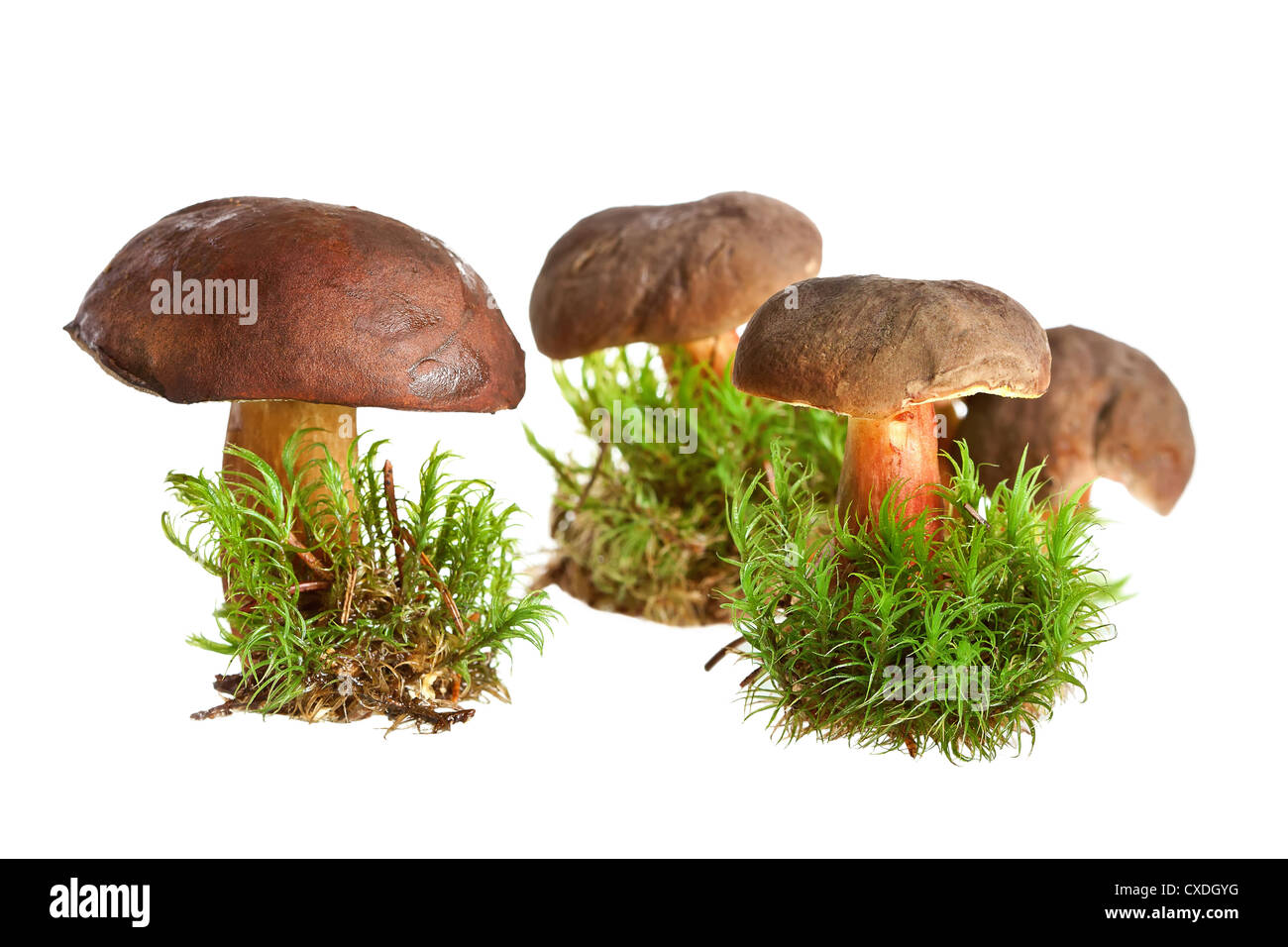 Wild grass on background Cut Out Stock Images & Pictures - Alamy