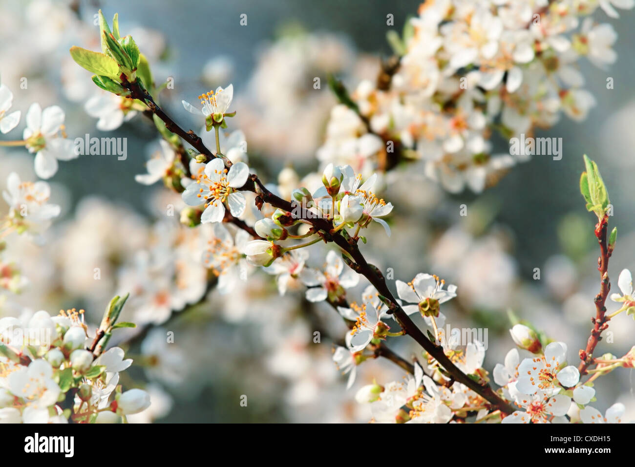 Branches of blossoming fruit tree Stock Photo - Alamy