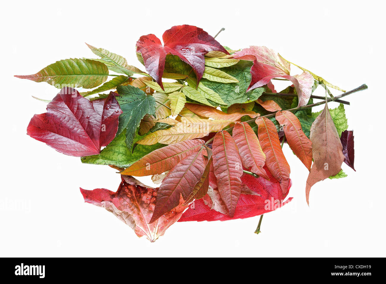 Colorful red leaves tree Cut Out Stock Images & Pictures - Alamy
