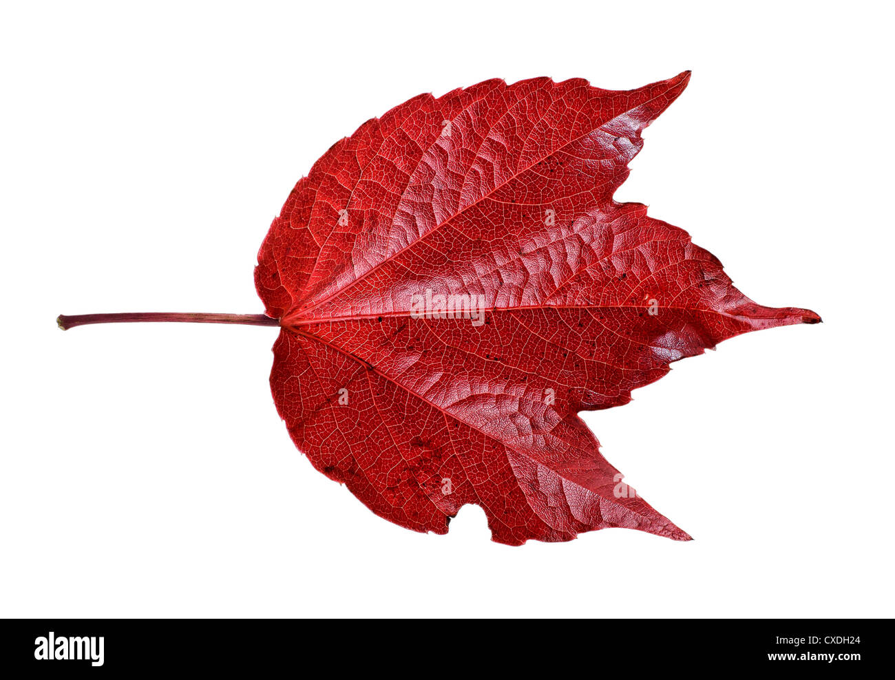 Background colorful autumn leaves Cut Out Stock Images & Pictures - Alamy