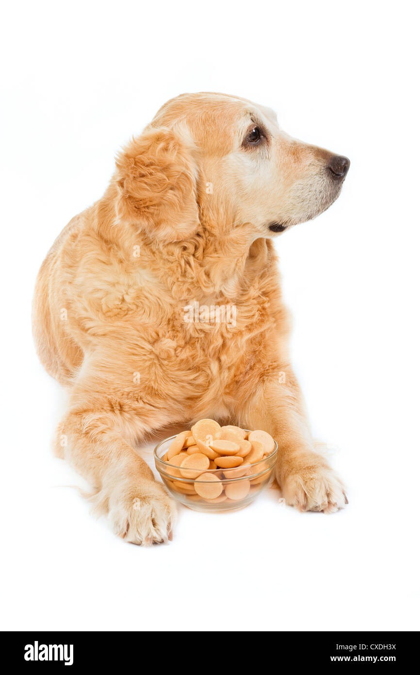Golden retriever with saucer full sponge - biscuits Stock Photo - Alamy