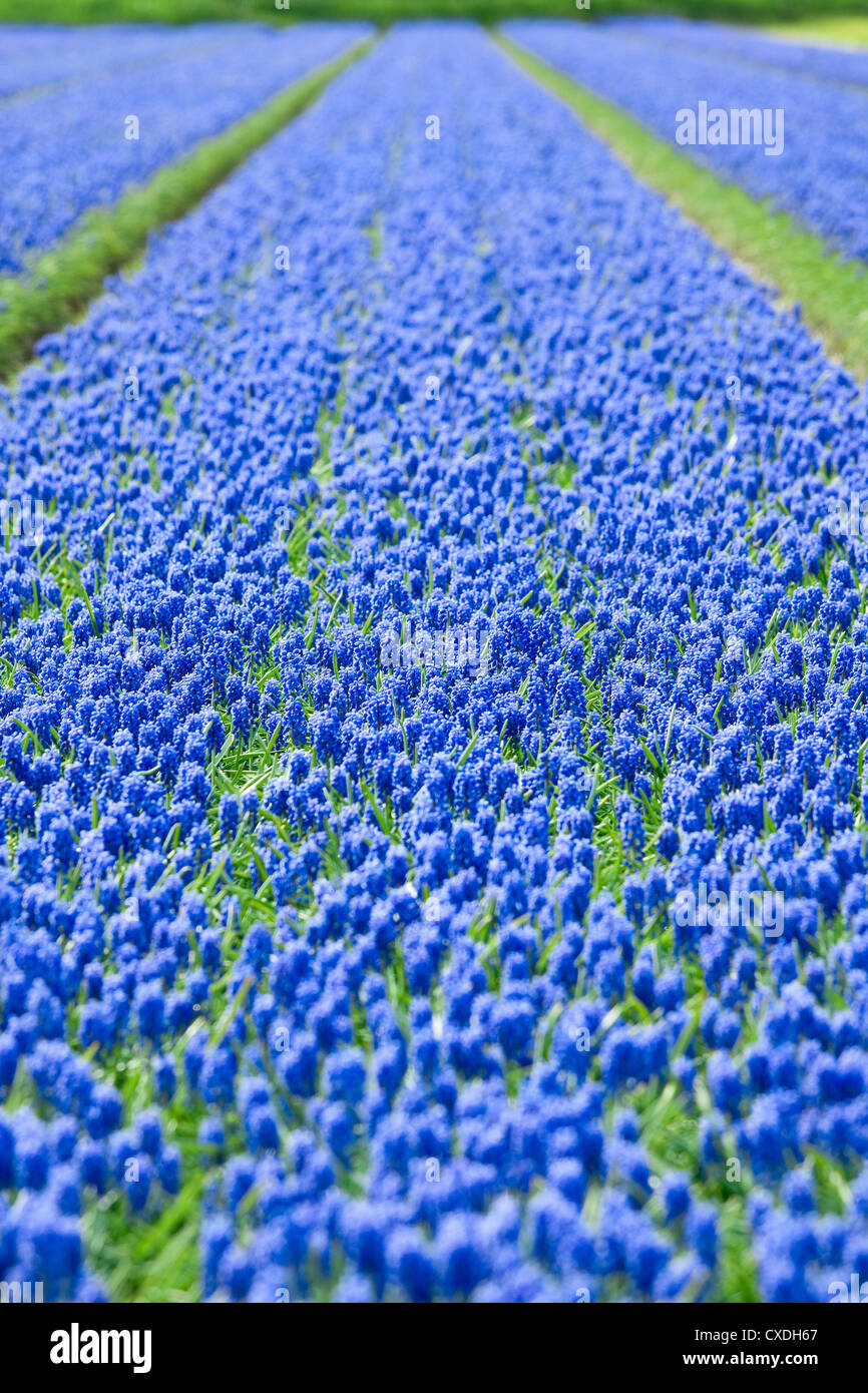 A field of blue common grape hyacinths Stock Photo - Alamy